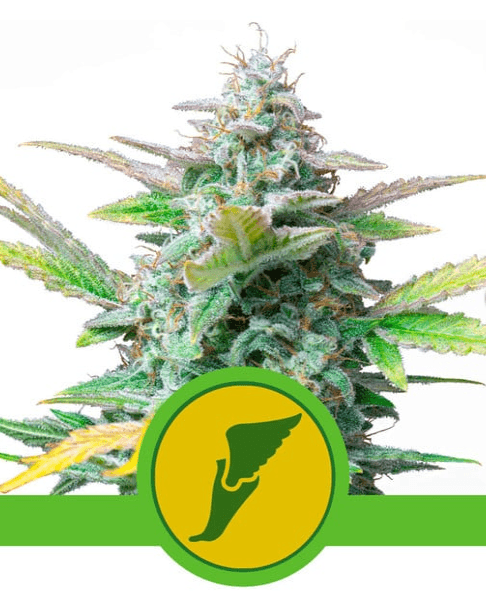 Quick One Auto - Royal Queen Seeds | Kannabiksen Siemenet | Ghost Town ...